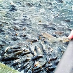 Pymatuning Spillway - 55 Photos & 18 Reviews - Parks - Linesville, PA ...