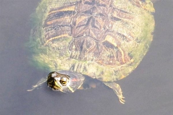 Carriere, MS Map & Directions - MapQuest