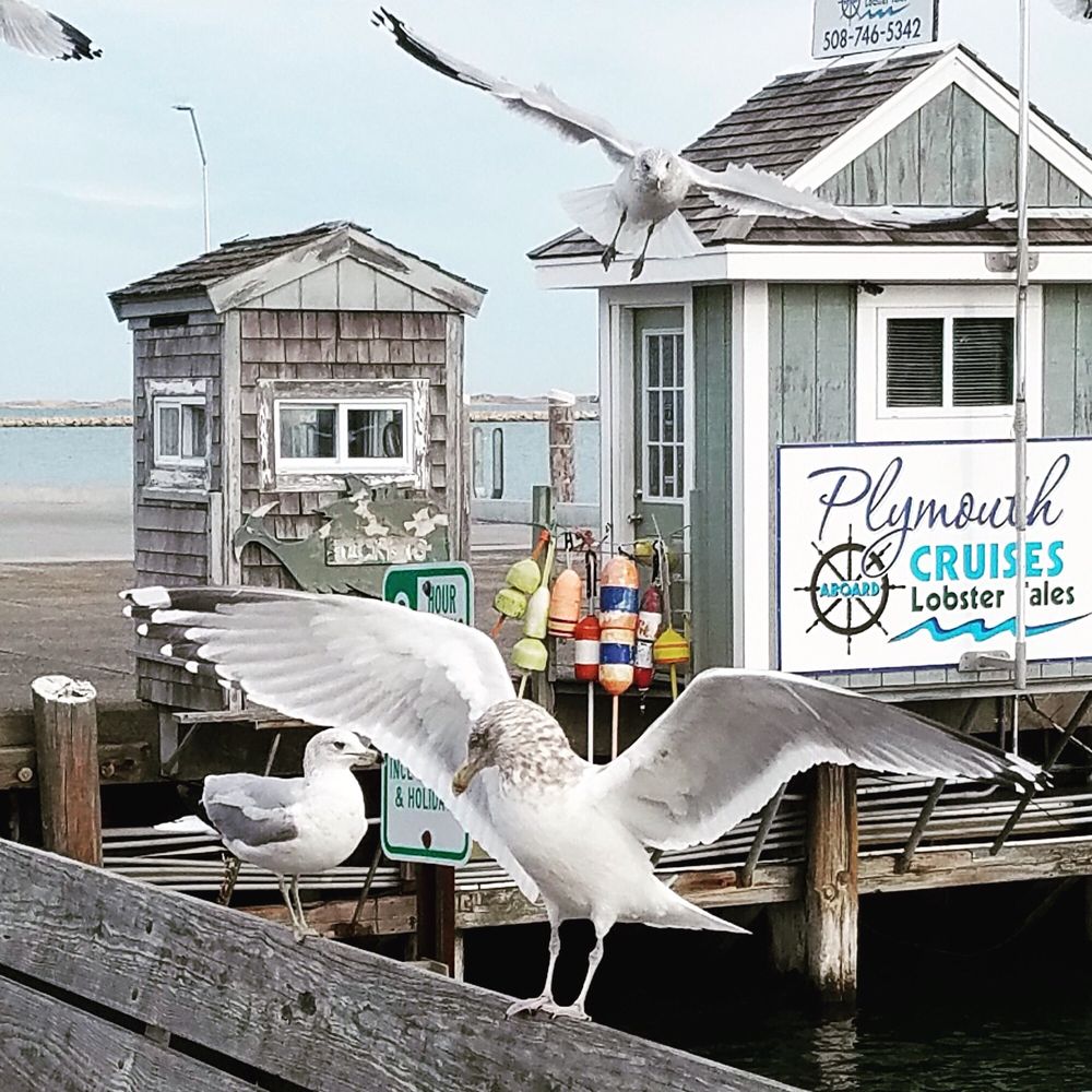 Plymouth Rock - 233 Photos & 132 Reviews - Landmarks & Historical ...