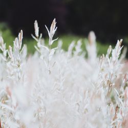 Flower World - 107 Photos & 99 Reviews - Nurseries & Gardening - 9322 ...