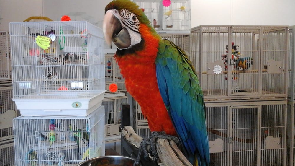 Where Can I Surrender My Pet Near Me NJ Exotic Birds 78 Photos 