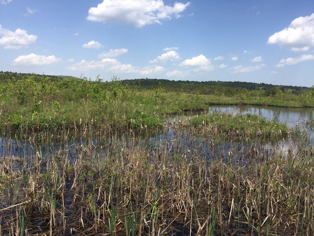 Ponkapoag Trails - 32 Photos & 16 Reviews - Parks - Canton, MA - Phone ...