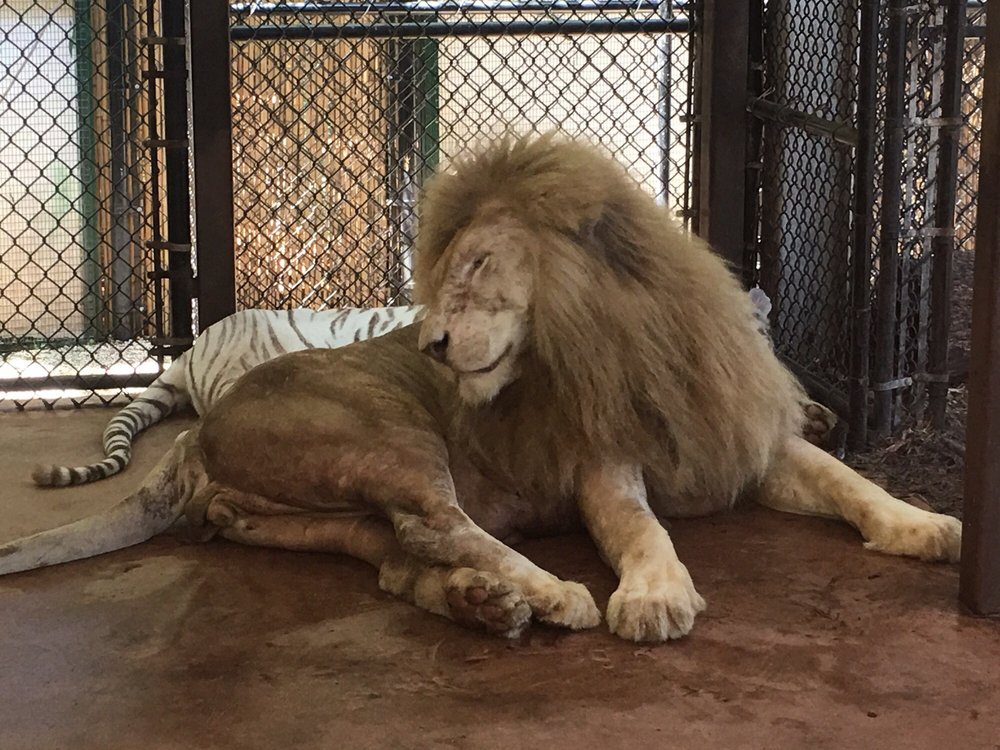 Jungle Island - 724 Photos & 344 Reviews - Amusement Parks - 1111 ...