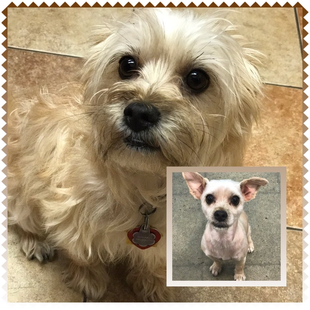 PetSmart - 44 Reviews - Pet Training - 12020 Cherry Hill Rd, Silver ...