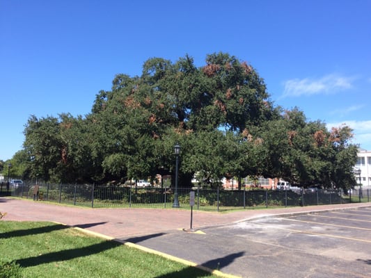 Cathedral Oak - Local Flavor - 914 Saint John St, Lafayette, LA - Yelp