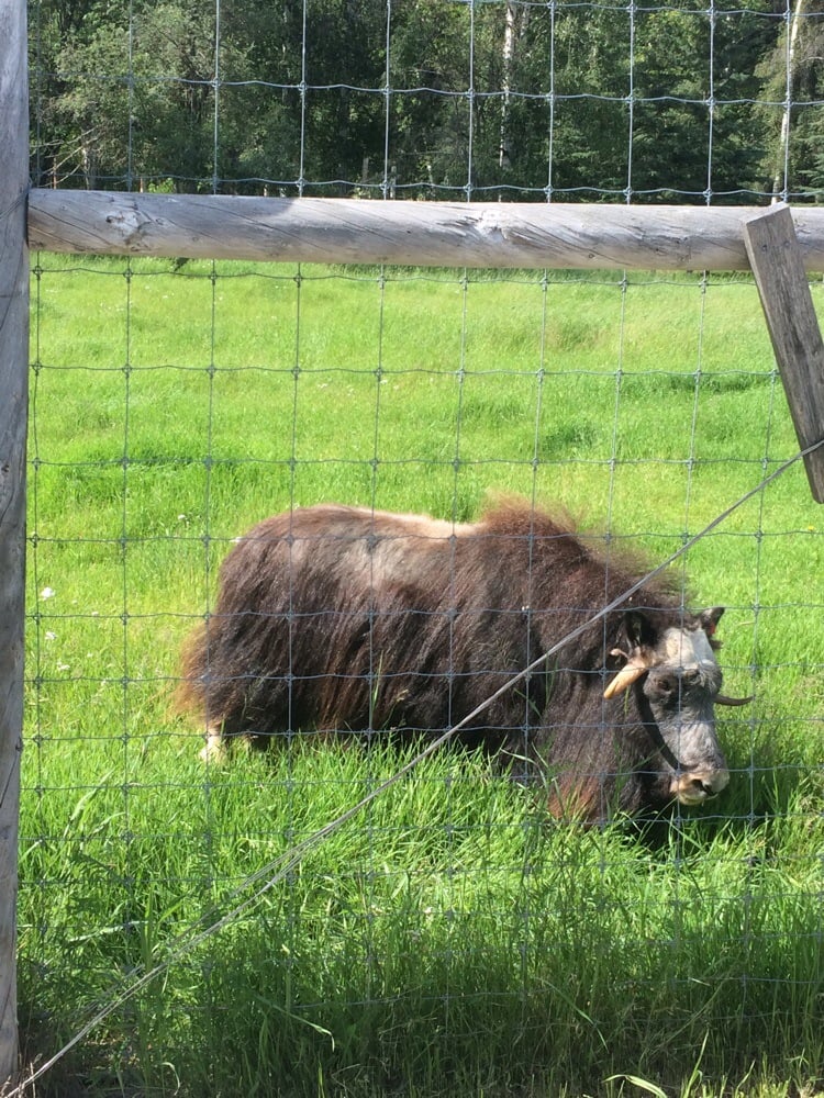 Large Animal Research Station-Uaf - 10 Photos - Tours - Yankovich Rd ...