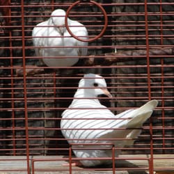 Stromberg’s Chicks & Gamebirds - 100 York St, Pine River, MN - Phone ...