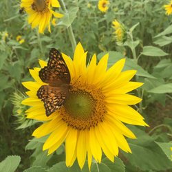 The Anderson Sunflower Farm - 24 Photos - Farmers Market - 3360 Shiloh ...