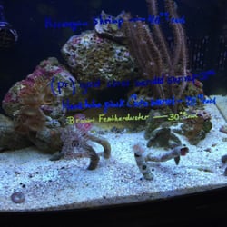 Bermuda Triangle Tropical Fish - Local Fish Stores - 7550 E Brainerd Rd ...