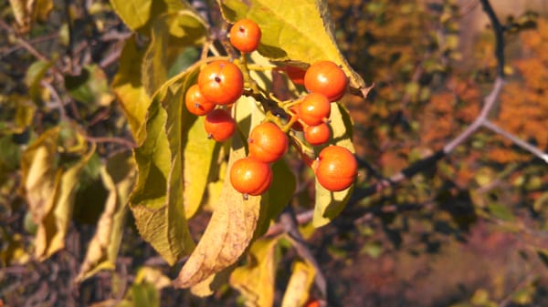 Albany, WI Map & Directions - MapQuest