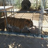 Forever Wild Exotic Animal Sanctuary - 416 Photos & 195 Reviews - Zoos ...