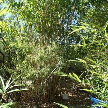 Bamboo Ranch - 20 Photos - Nurseries & Gardening - 1901 N Avenida ...