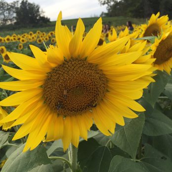 Grinter’s Sunflower Farm - 50 Photos & 17 Reviews - Farms - 24154 ...