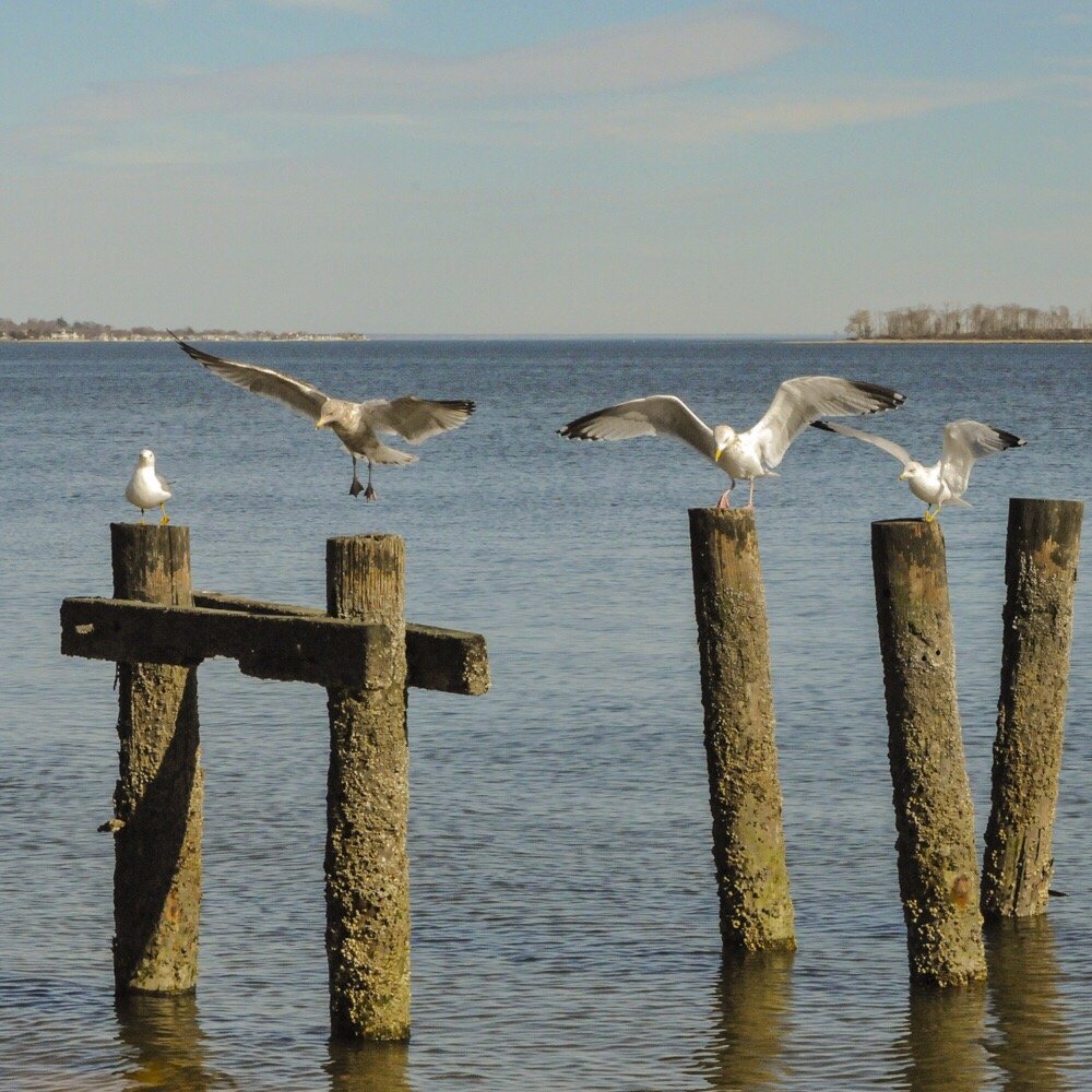 Walnut Beach - 2019 All You Need to Know BEFORE You Go (with Photos ...