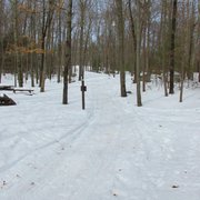 Douglas State Forest - 30 Photos & 12 Reviews - Hiking - 107 Wallum ...