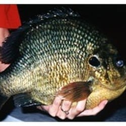 Ken’s Hatchery & Fish Farm - Tours - 24533 US Hwy 129 N, Alapaha, GA ...