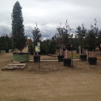 The Tree Farm - 43 Reviews - Nurseries & Gardening - 11868 Mineral Rd ...