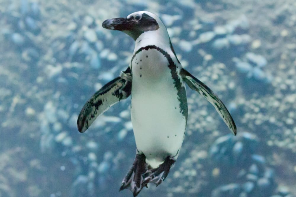 Minnesota Zoo - 144 Photos & 105 Reviews - Zoos - 13000 Zoo Blvd, Apple ...