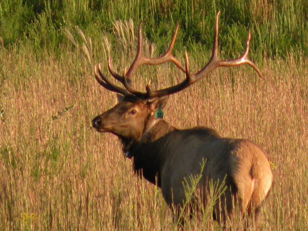 Saddle Up Elk Tours - Tours - 250 Hale Cemetery Rd, Mallie, KY - Phone ...