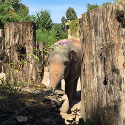 Zoo Heidelberg - 183 Photos & 51 Reviews - Zoos - Tiergartenstr. 3 ...