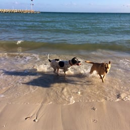 Key West Dog Beach - 17 Photos - Beaches - Vernon St And Waddell Ave ...