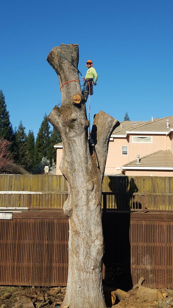 H G Tree Service - 11 Photos - Tree Services - Sacramento, CA - Phone ...