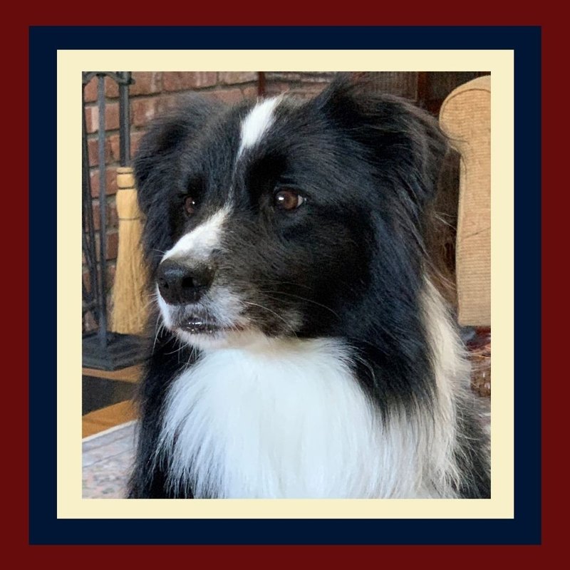 MORRIS ANIMAL INN - 83 Photos & 86 Reviews - Pet Groomers - 120 Sand ...