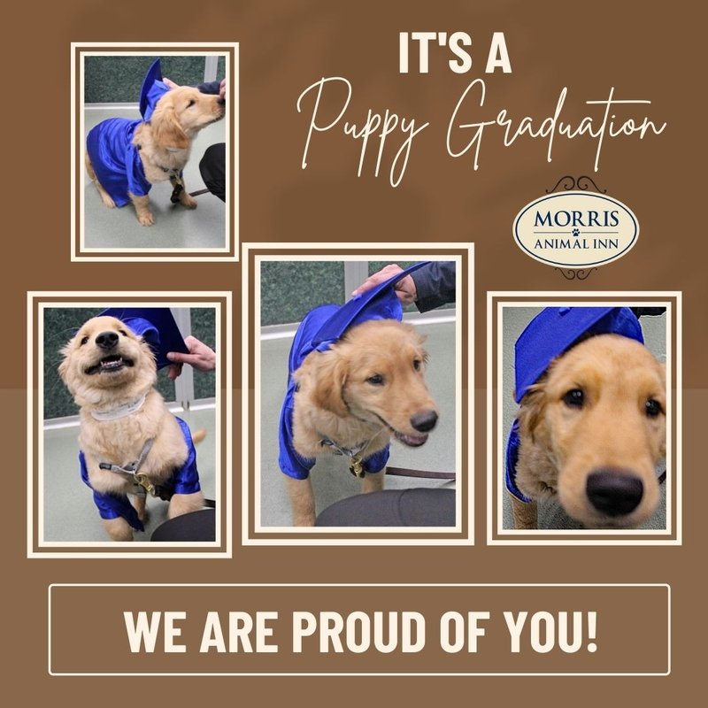 MORRIS ANIMAL INN - 83 Photos & 86 Reviews - Pet Groomers - 120 Sand ...