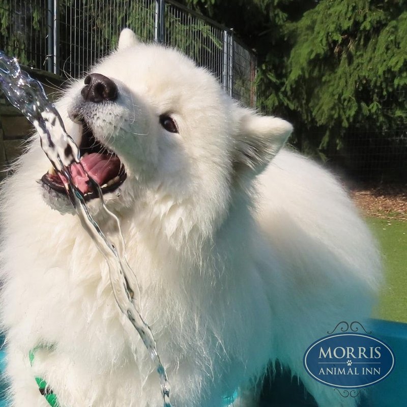 MORRIS ANIMAL INN - 82 Photos & 81 Reviews - Pet Groomers - 120 Sand ...