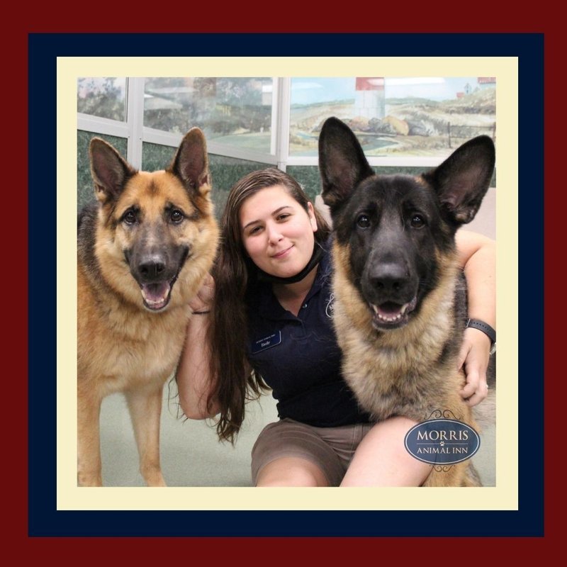 MORRIS ANIMAL INN - 81 Photos & 76 Reviews - Pet Groomers - 120 Sand ...