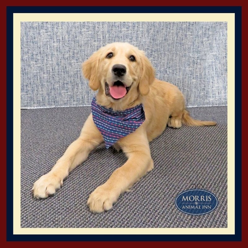 MORRIS ANIMAL INN - 83 Photos & 86 Reviews - Pet Groomers - 120 Sand ...