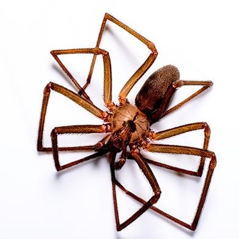 STL PEST CONTROL - 112 Photos & 69 Reviews - 2525 Hampton Ave, Saint ...