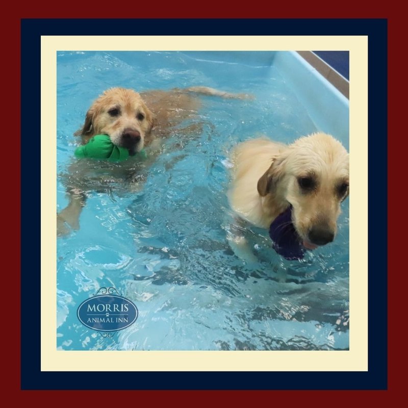 MORRIS ANIMAL INN - 81 Photos & 76 Reviews - Pet Groomers - 120 Sand ...